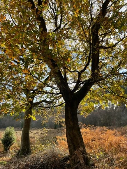 Delamere and Hatchmere Circular - Old Hall Walking Club Chester